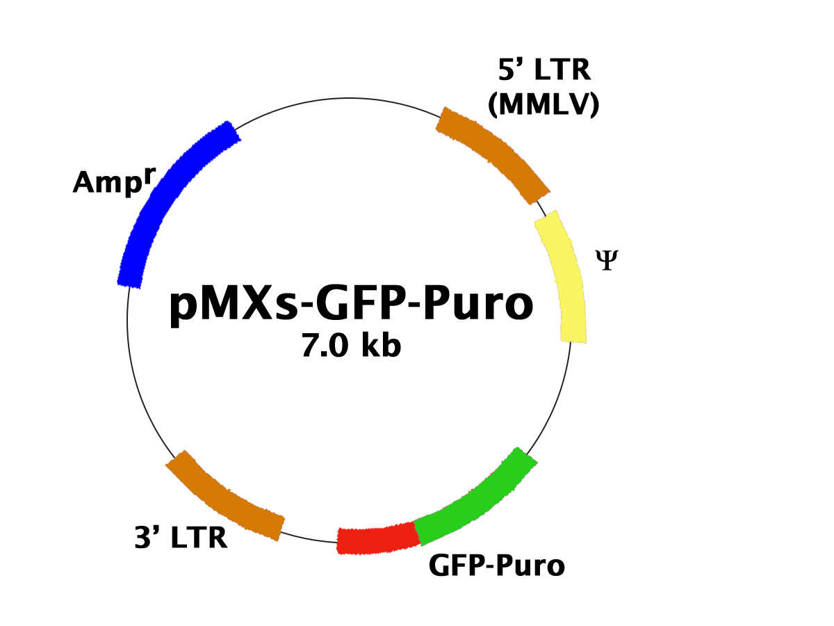 pMXs-GFP/Puro Retroviral Control Vector